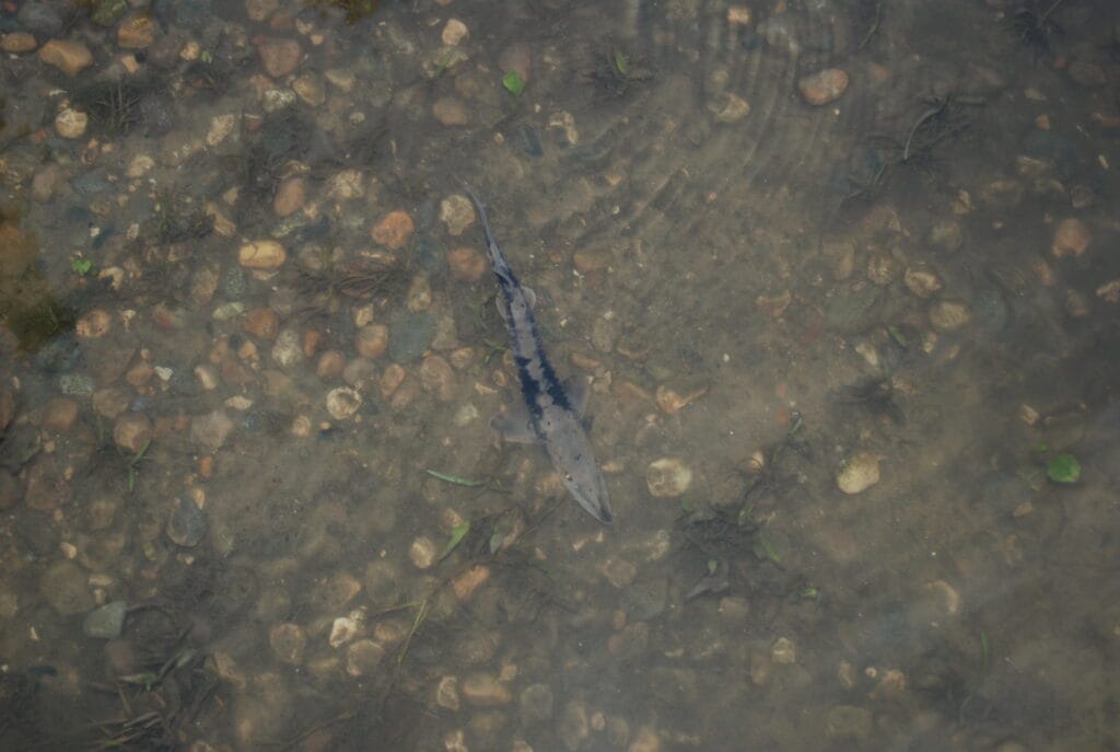 Nmè Rehabilitation - Gun Lake Tribe